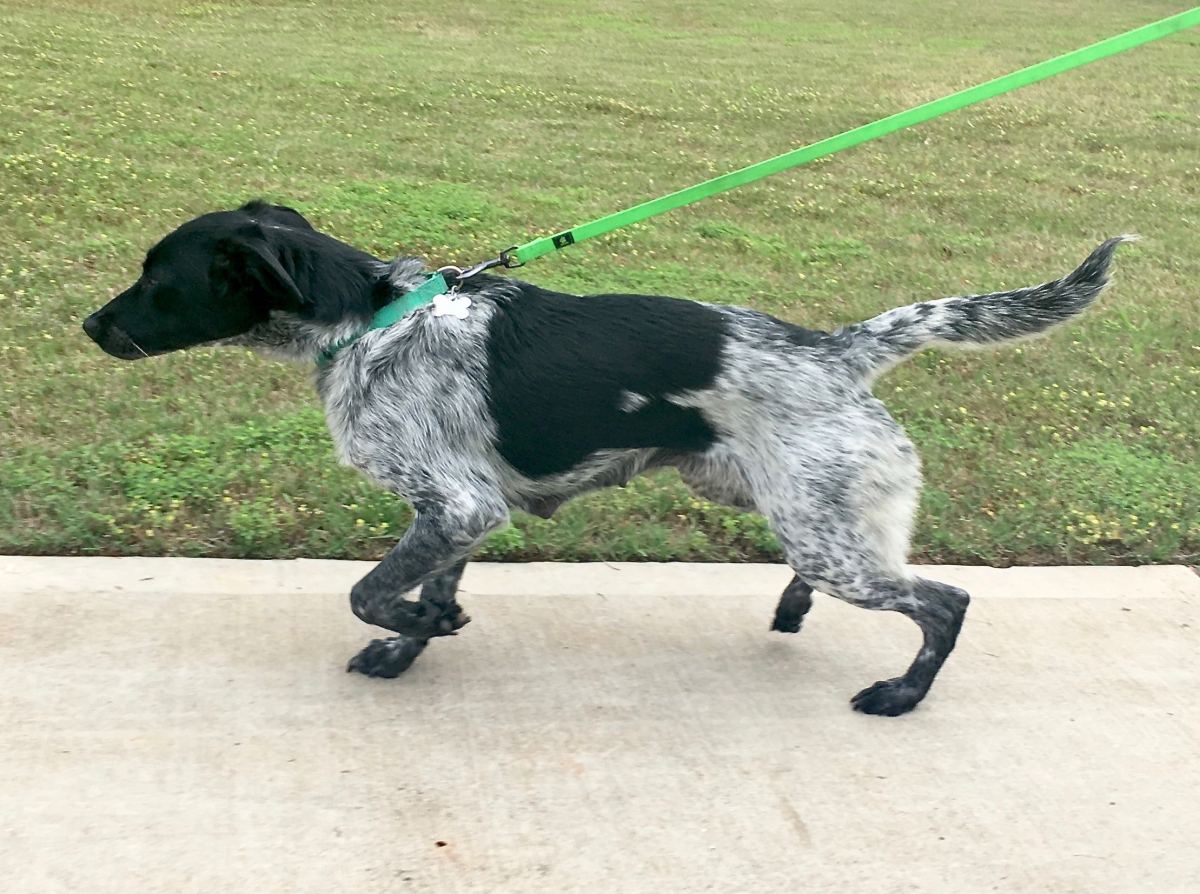 My first 48 hours with Juniper the Wonder Dog – Westward We Wander