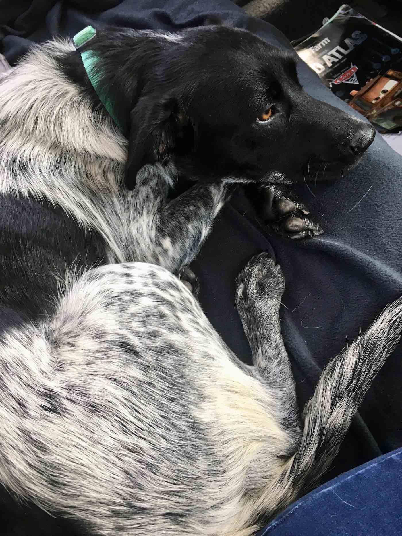 My first 48 hours with Juniper the Wonder Dog – Westward We Wander