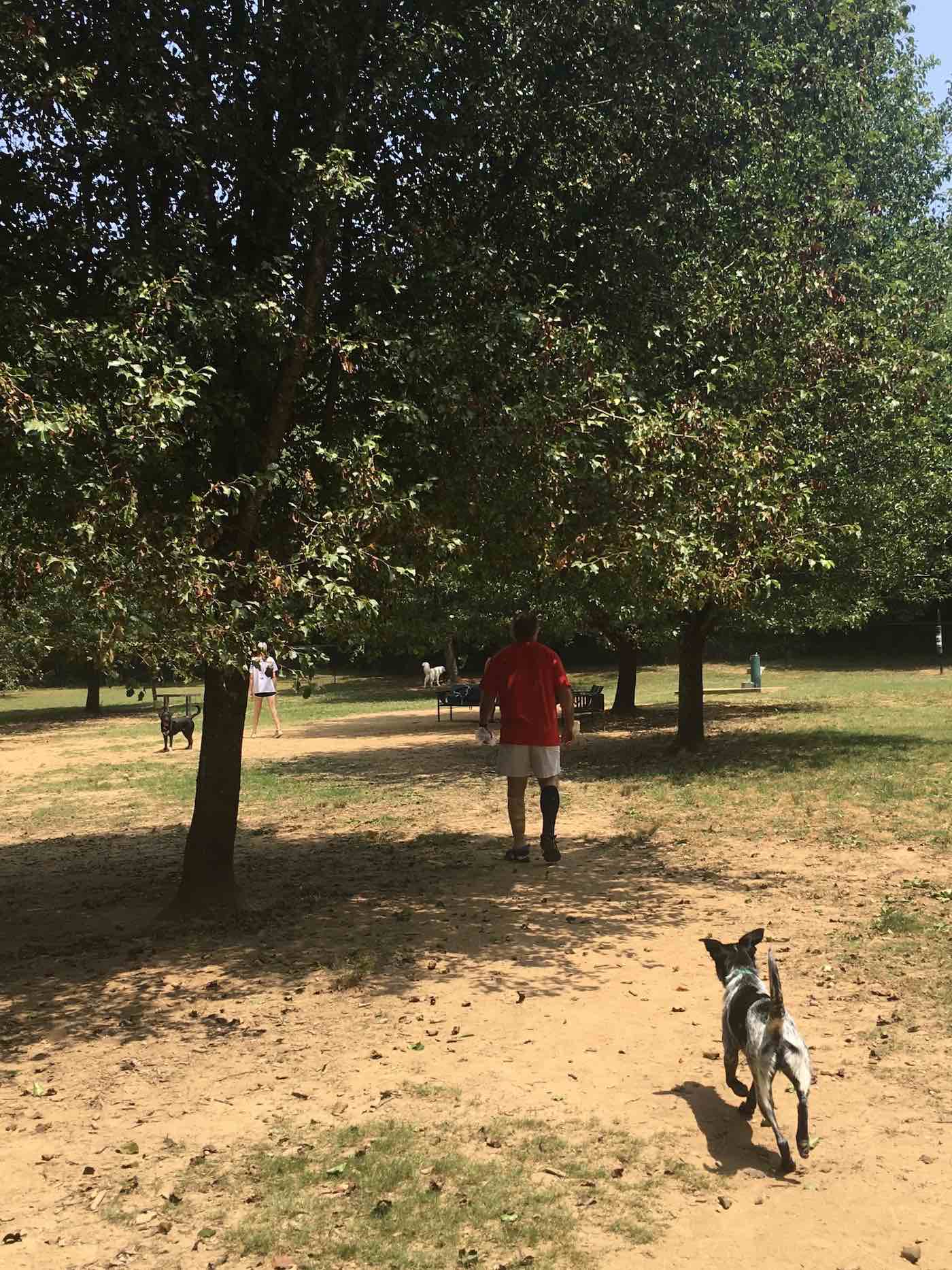 My first 48 hours with Juniper the Wonder Dog – Westward We Wander