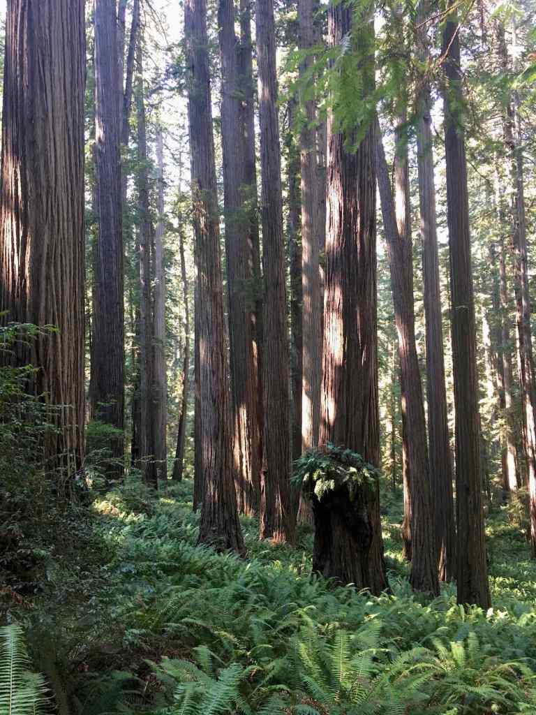 Wandering the Pristine Ancient Forest at Jedediah Smith Redwoods State ...
